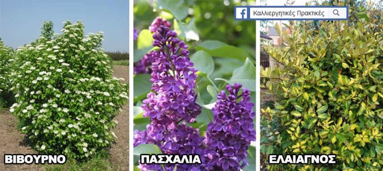 18 ιδιαίτερα δέντρα για να μεταμορφώσετε τον κήπο ή την αυλή σας