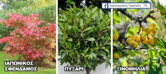 18 ιδιαίτερα δέντρα για να μεταμορφώσετε τον κήπο ή την αυλή σας