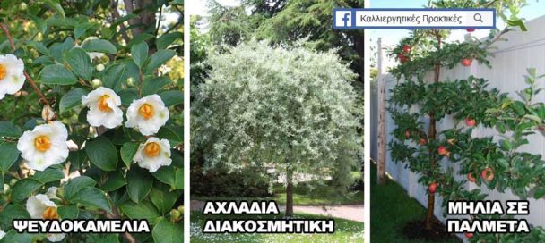 18 ιδιαίτερα δέντρα για να μεταμορφώσετε τον κήπο ή την αυλή σας