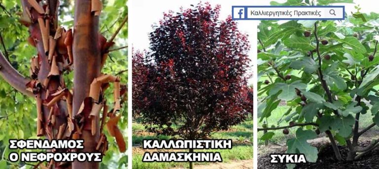 18 ιδιαίτερα δέντρα για να μεταμορφώσετε τον κήπο ή την αυλή σας ...