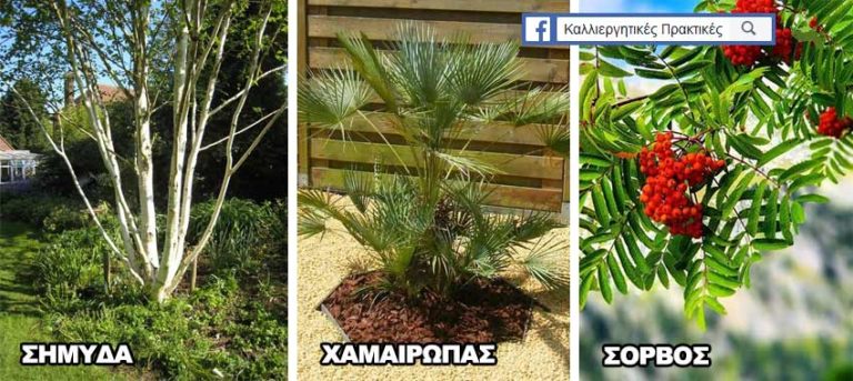 18 ιδιαίτερα δέντρα για να μεταμορφώσετε τον κήπο ή την αυλή σας ...