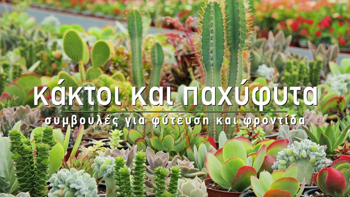 10 μυστικά για τη φροντίδα των παχύφυτων (+video)