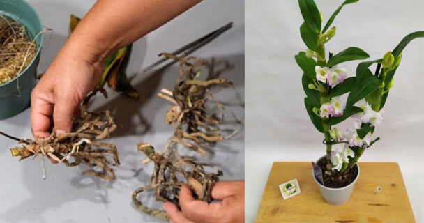 Πως να Σώσετε Ετοιμοθάνατες Ορχιδέες