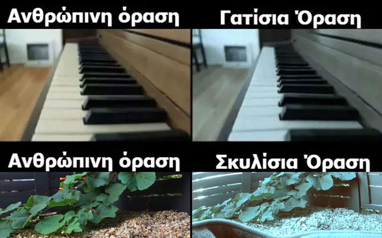 Τα Ζώα και οι Άνθρωποι ΔΕΝ βλέπουν το ίδιο. Δείτε τις Διαφορές [ΒΙΝΤΕΟ]