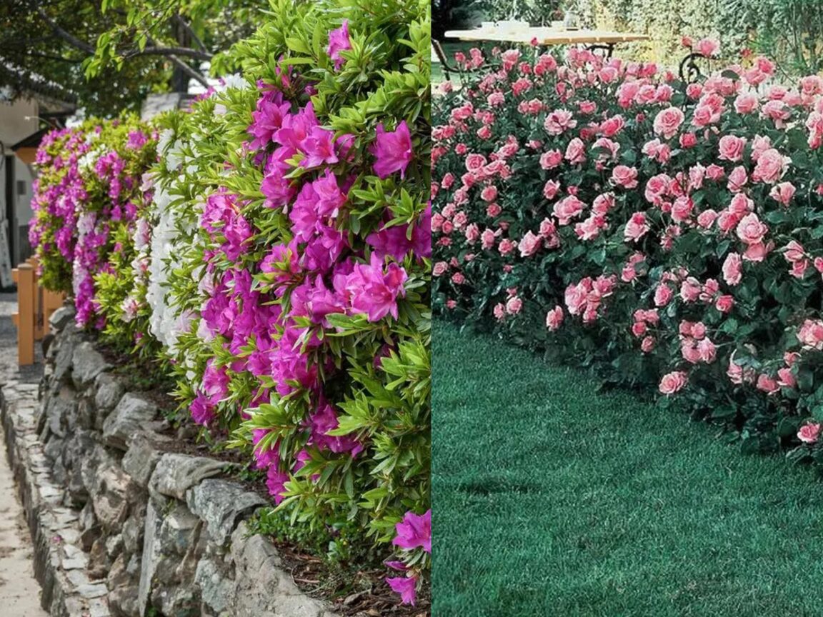 Φυτά για φράχτη: 34 Ιδέες για "Ζωντανούς" Φράχτες Κήπου